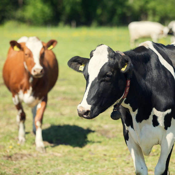 Saara Azbel: Uusi ELVI-merkki kertoo riippumattomasti varmennetusta ...